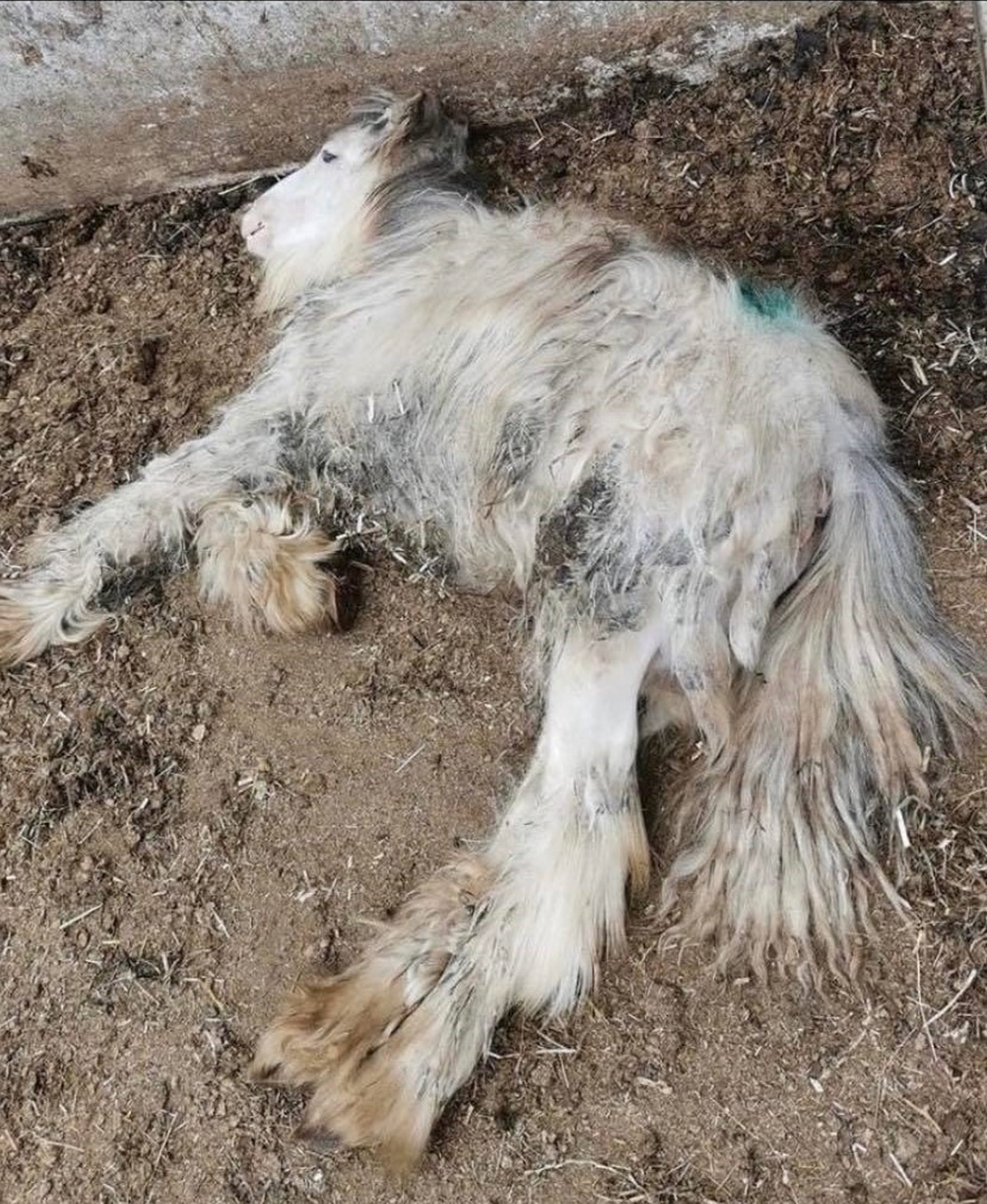 Neglected 'sheep' pony thriving in new home - Your Horse