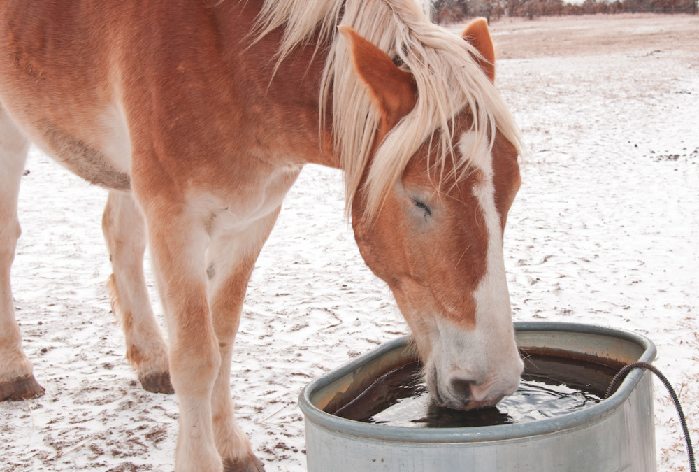 Vet advice for preventing dehydration in horses this winter - Your Horse
