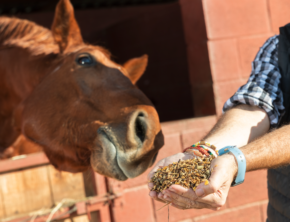 How to feed a horse who is a good doer - Your Horse