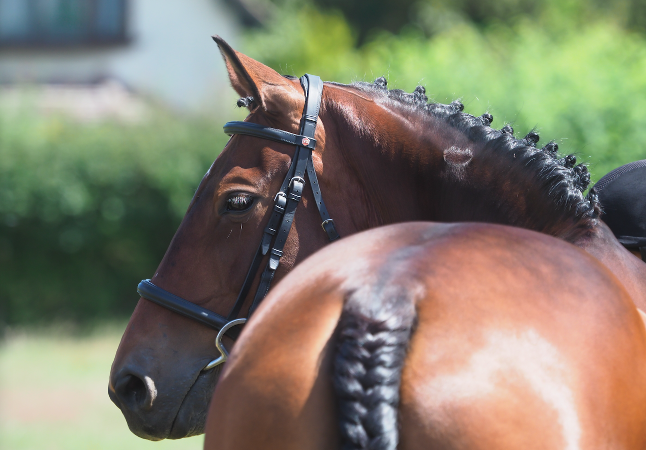 Easy-to-follow video guide to plaiting a horse's mane - Your Horse