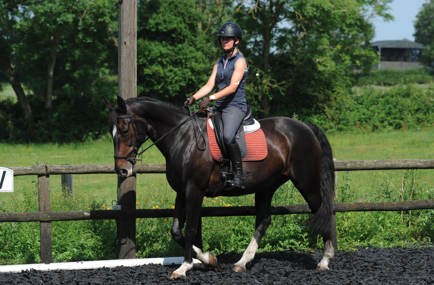 How well does your horse walk? *VIDEO* - Your Horse