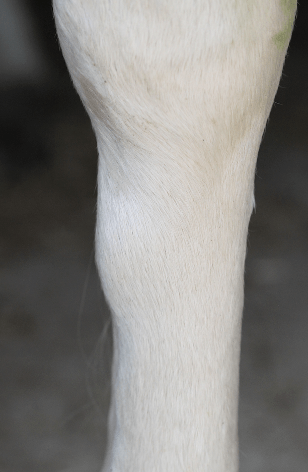 How to recognise and manage a splint - Your Horse