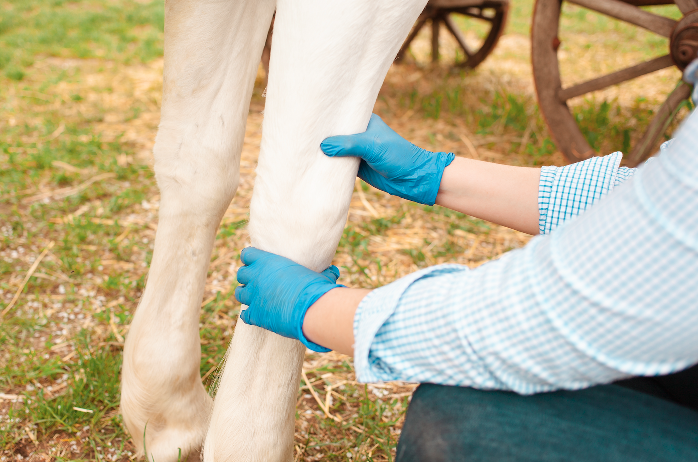 How to recognise and manage a splint on a horse's leg - Your Horse