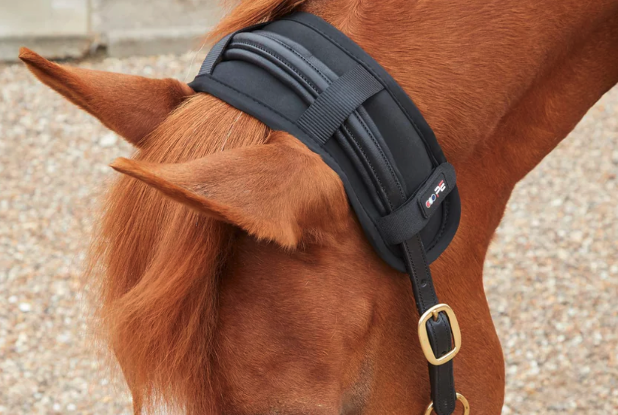 Magnetic therapy for horses: does it work? - Your Horse