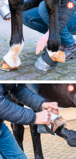 How to poultice a hoof: Alan Davies' step-by-step guide - Your Horse