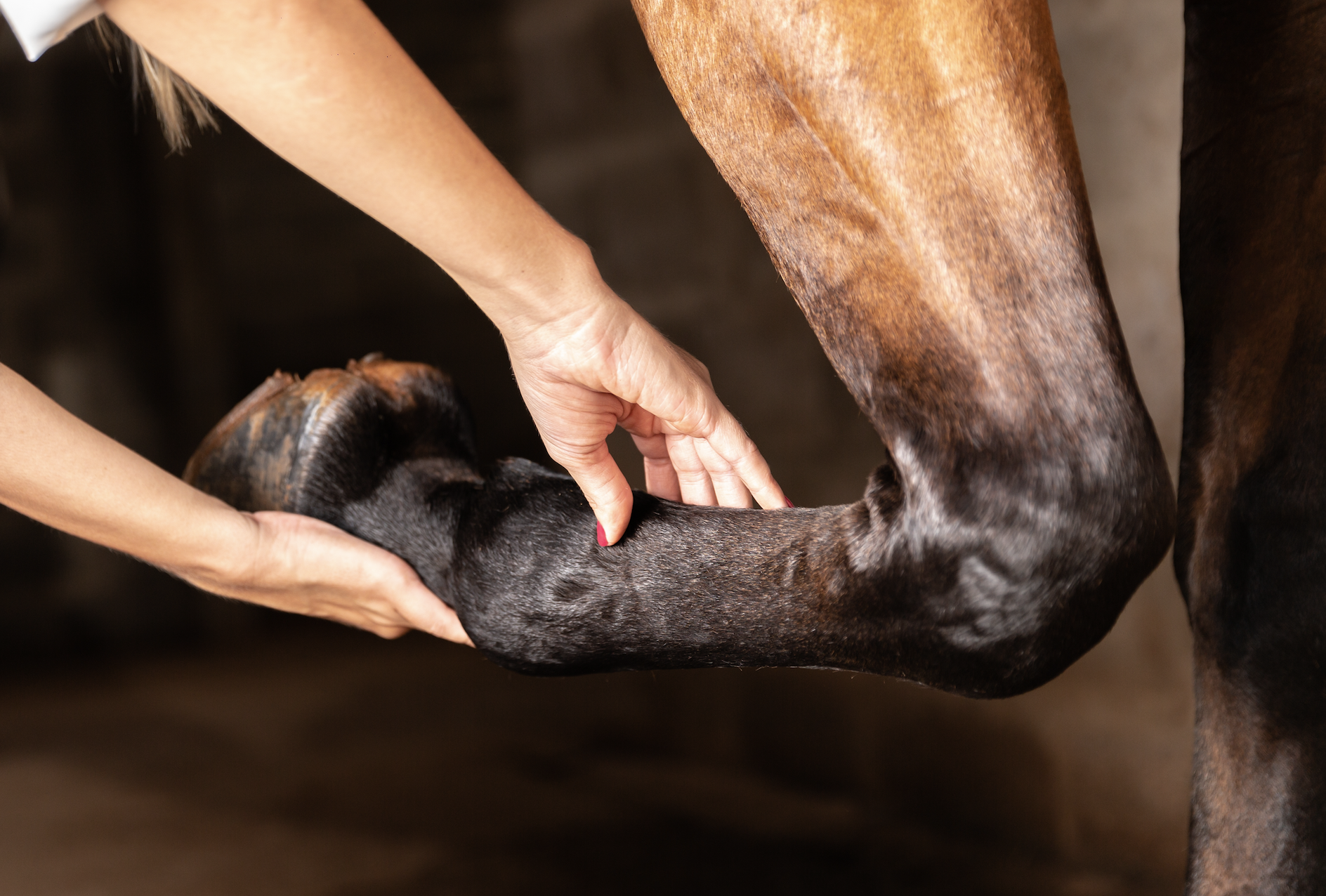 How to assess a horse's swollen leg - plus nine of the most common ...