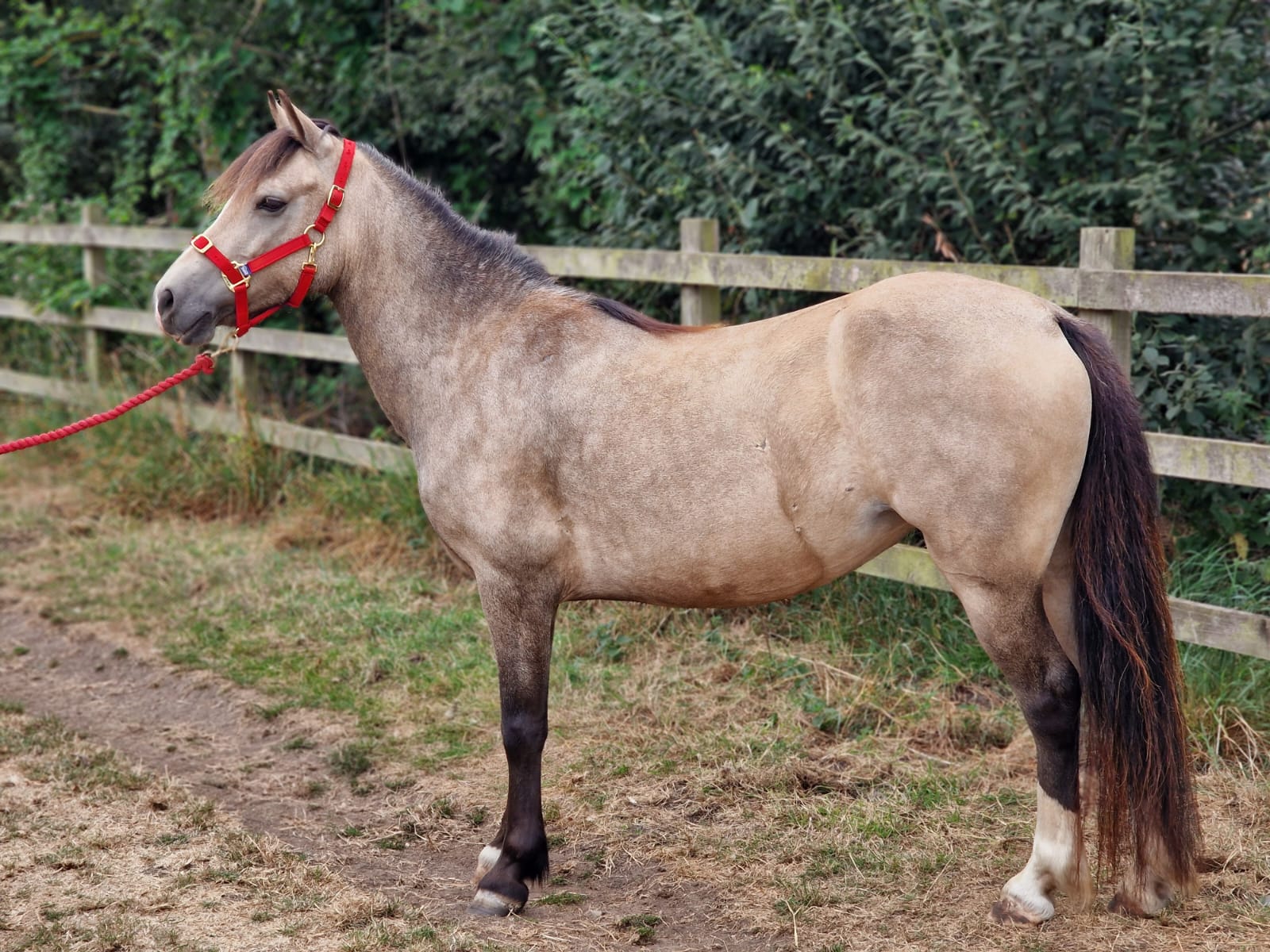 Rehoming round-up: A beautiful Welsh, small cob and sweet mare - Your Horse