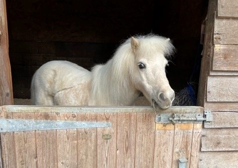 Shetlands found living in horrific conditions find loving homes - Your ...