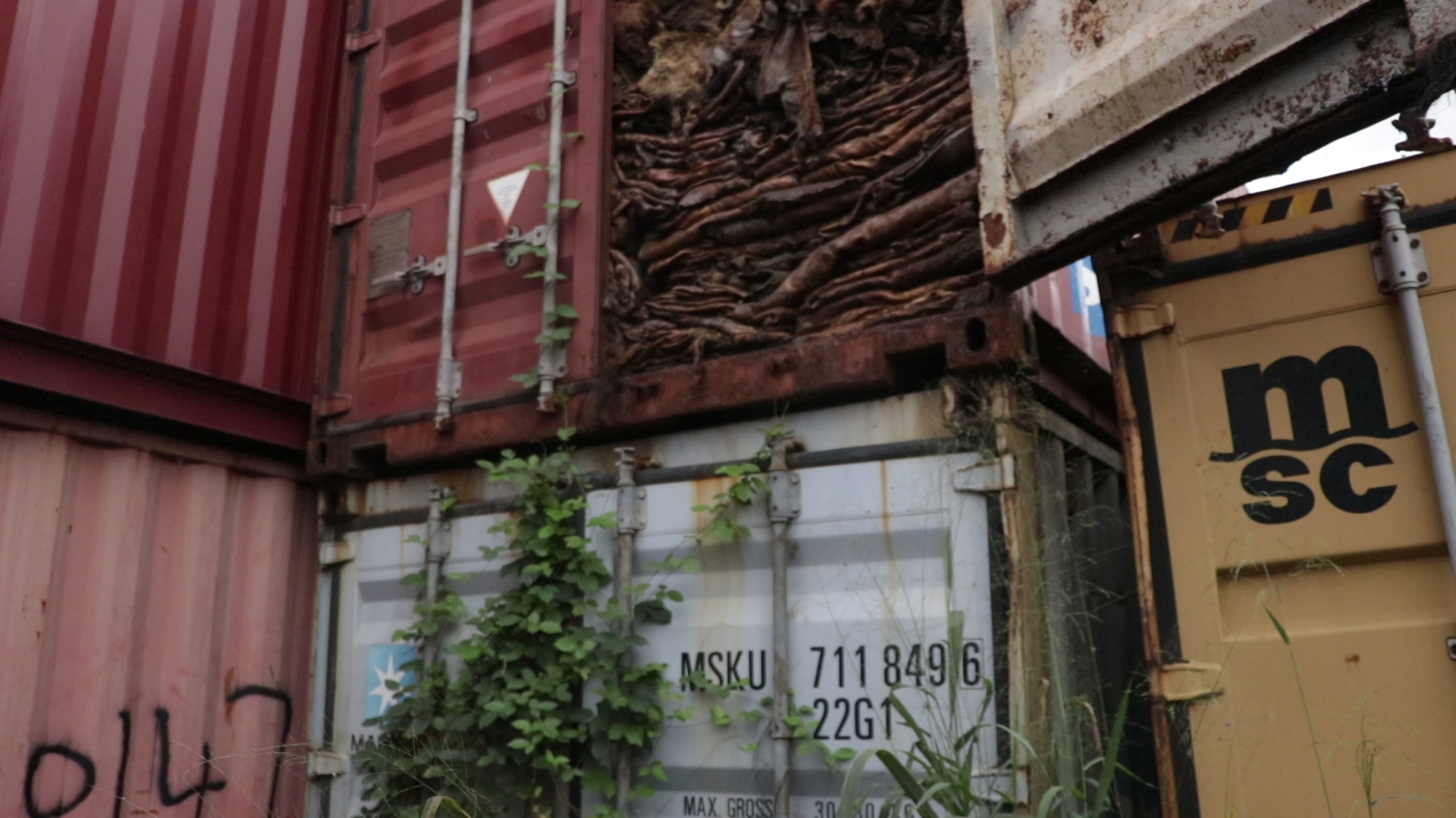 Donkey skin trade poses serious risk to international biosecurity ...