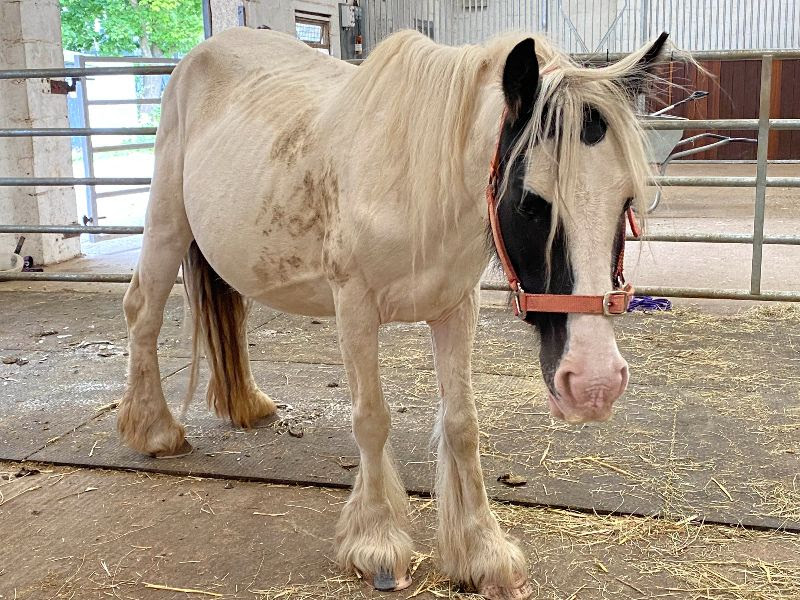 Emaciated mare and newborn foal 'discarded like rubbish' - Your Horse