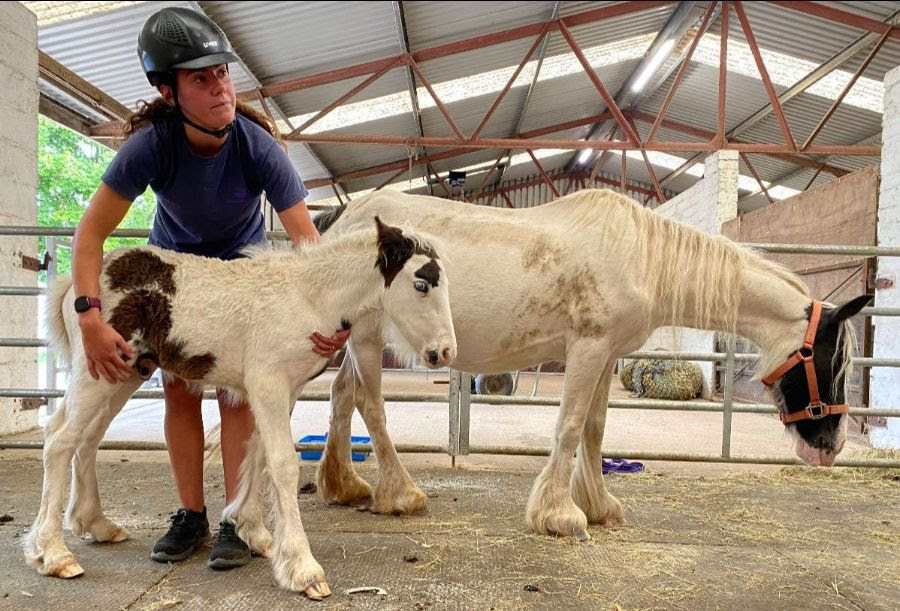 Emaciated mare and newborn foal 'discarded like rubbish' - Your Horse