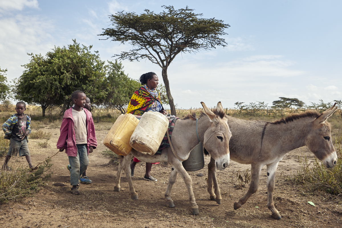 'We must protect them': African countries vow to ban donkey skin trade ...