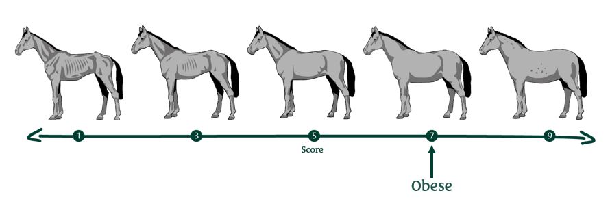 Is your horse overweight? Expert tips to assess them objectively - Your ...