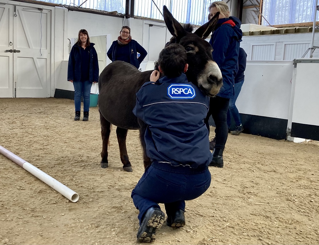 Equine welfare officers unwind with donkeys - Your Horse