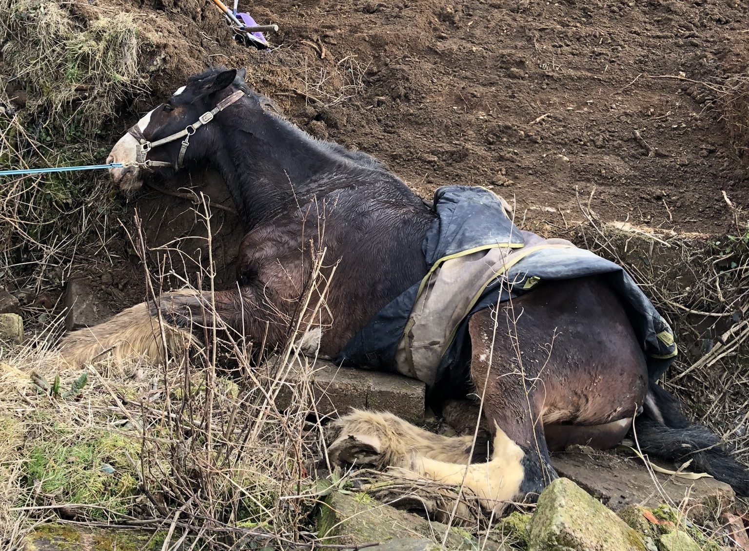 'The biggest horse I've rescued': Experienced team save gentle giant ...