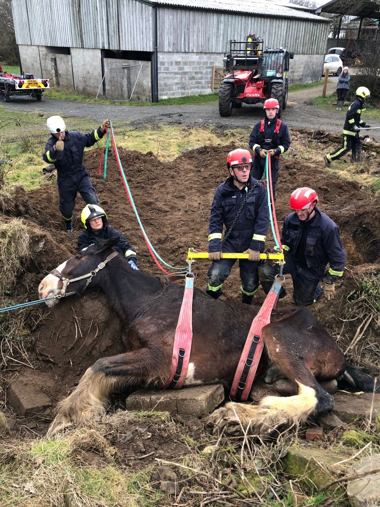 'The biggest horse I've rescued': Experienced team save gentle giant ...