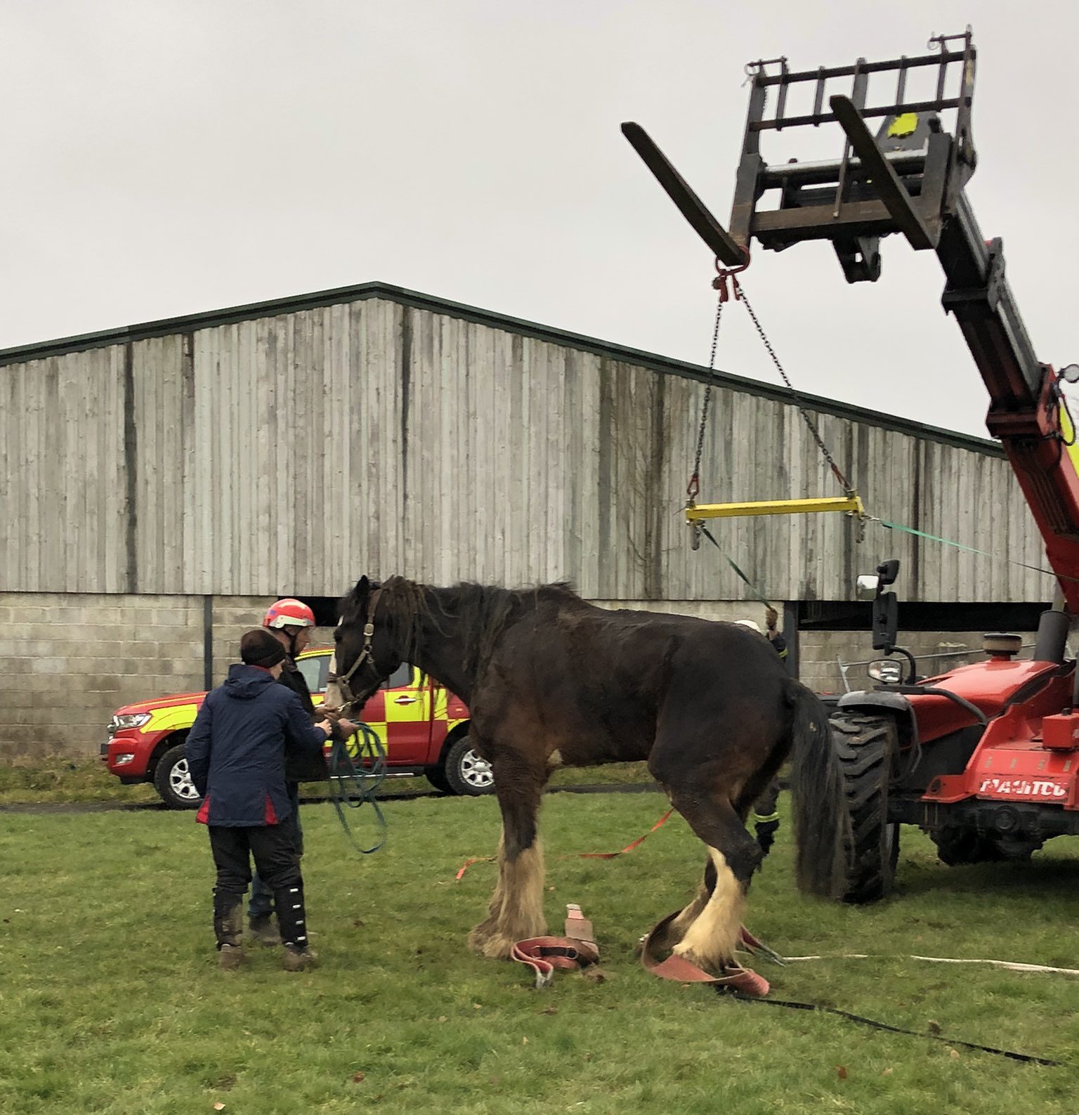 'The biggest horse I've rescued': Experienced team save gentle giant ...