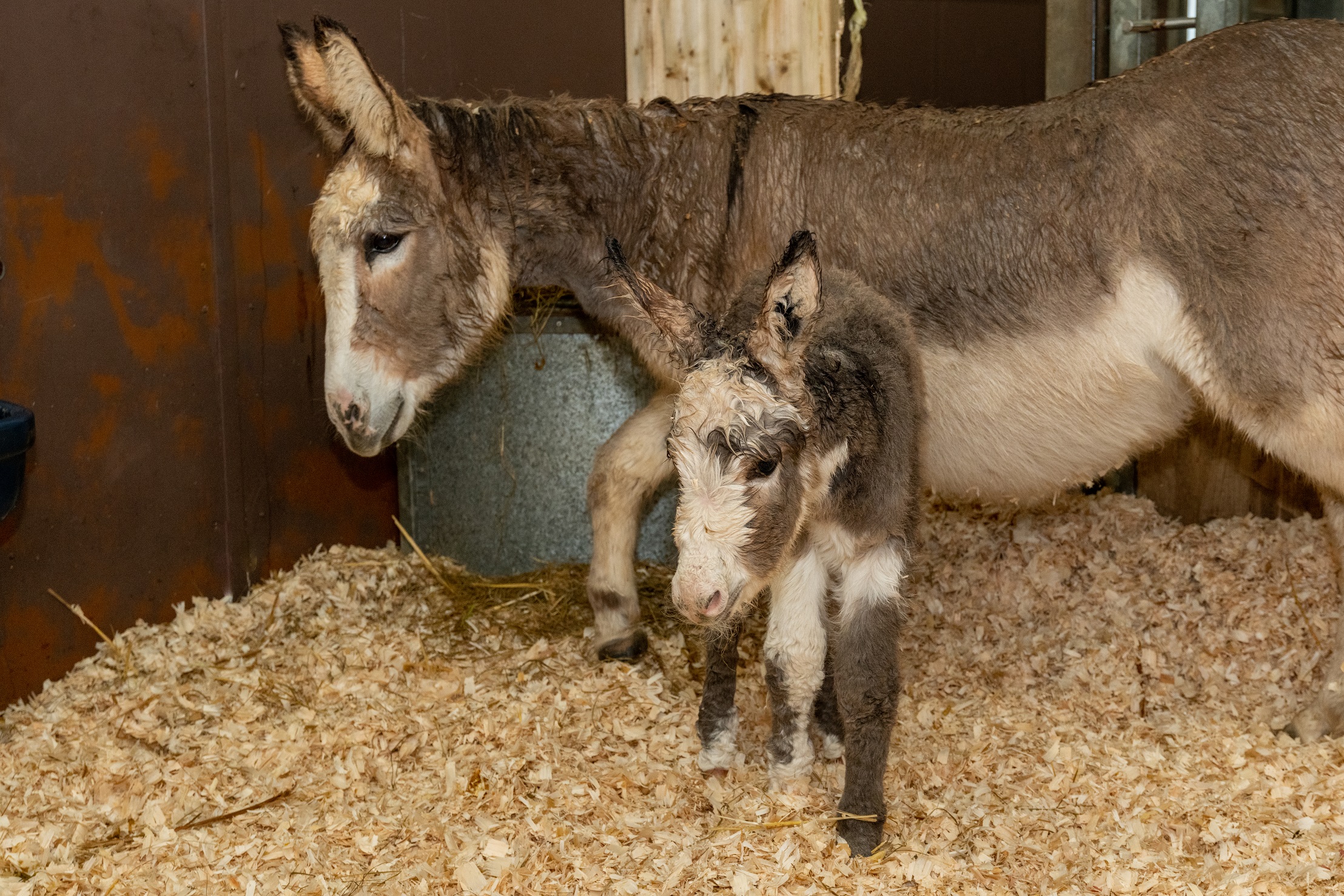 Adorable fluffy foal born to rescued donkey at sanctuary - Your Horse