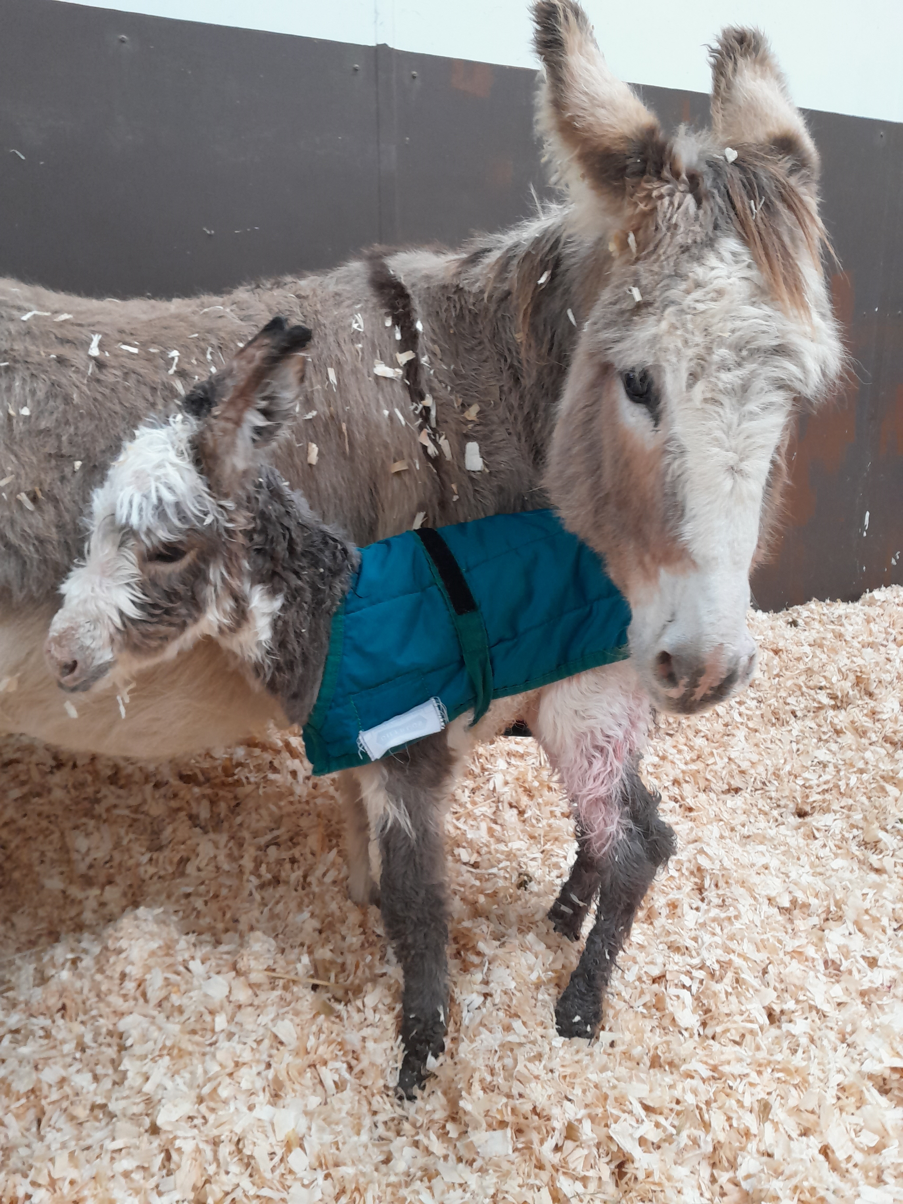 Adorable fluffy foal born to rescued donkey at sanctuary - Your Horse