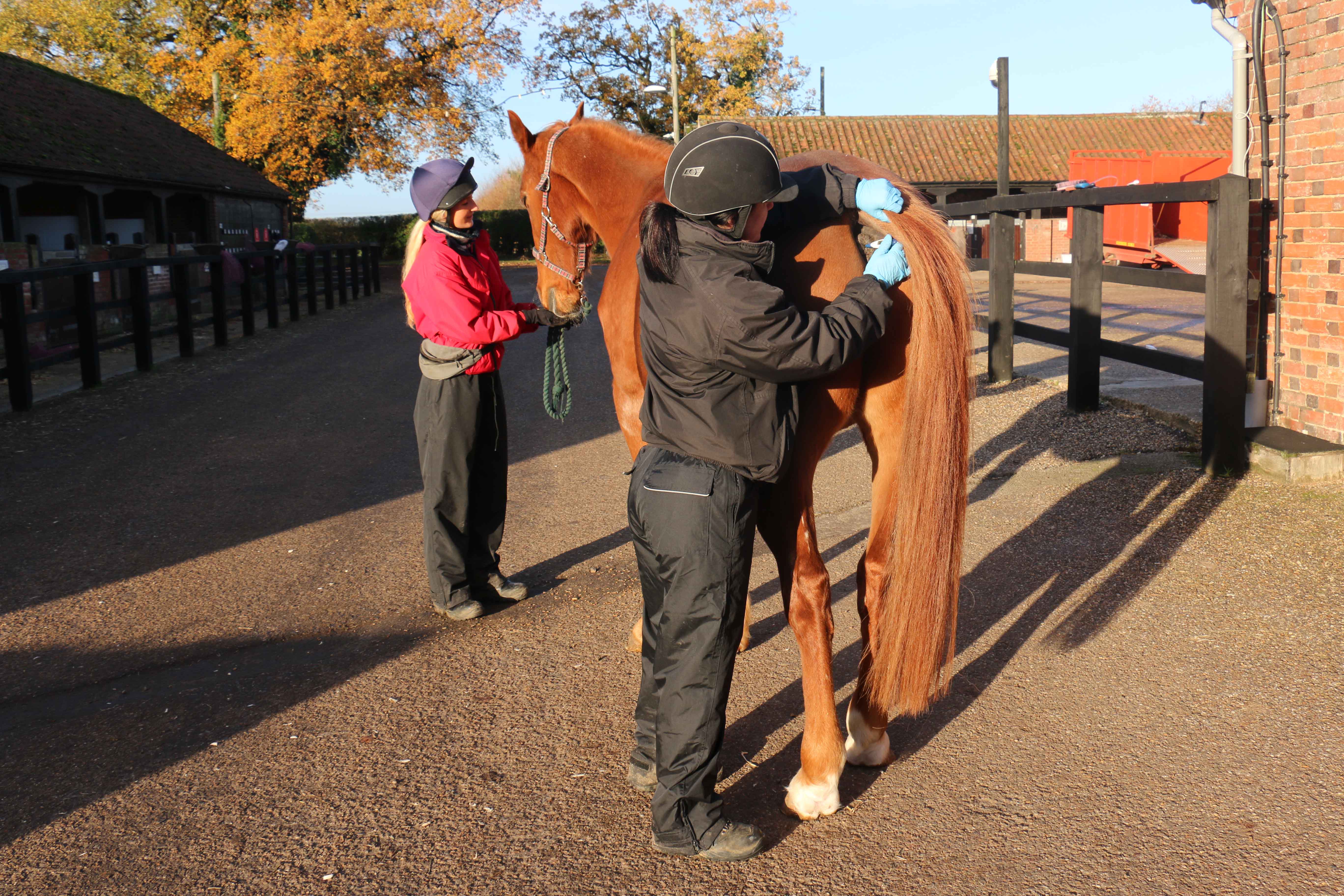 Strangles awareness week: Yards urged to join Temp Check Challenge - Your Horse
