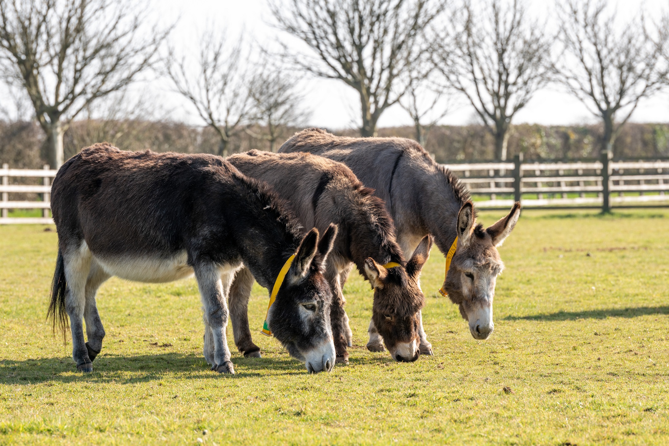 'Great things happen when you see the world from a donkey’s perspective ...
