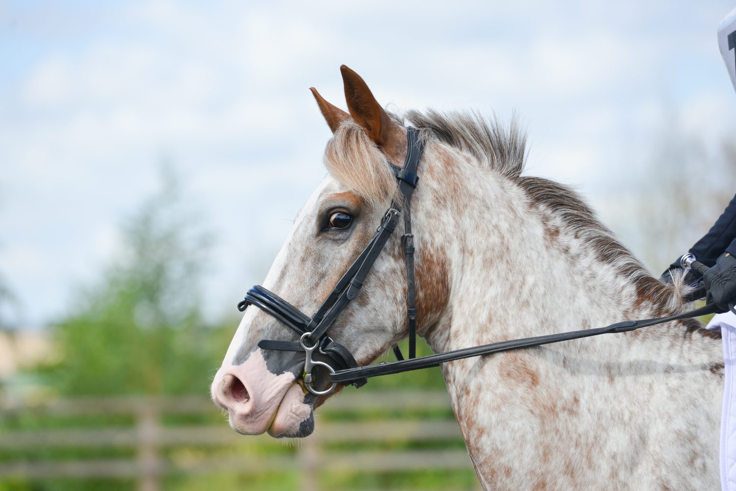 How to know when to feed a calmer and what's on the market - Your Horse