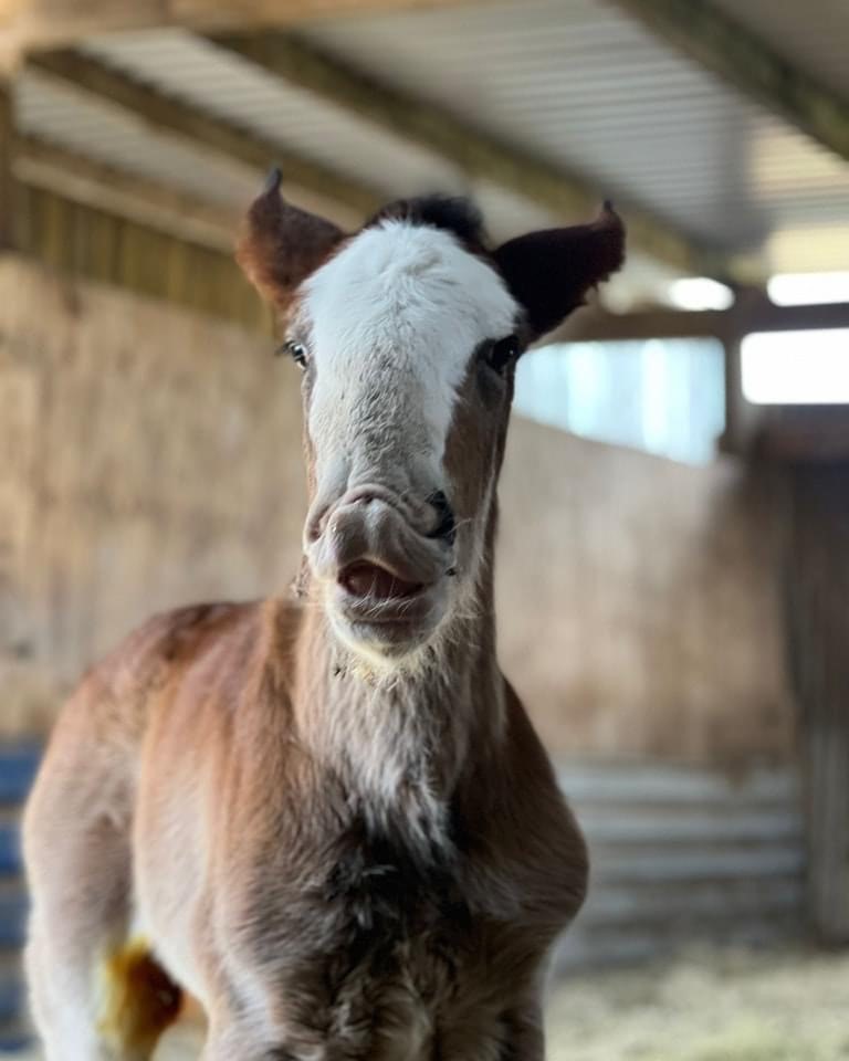 Shire breeding programme's new foal back on feet after rocky start ...