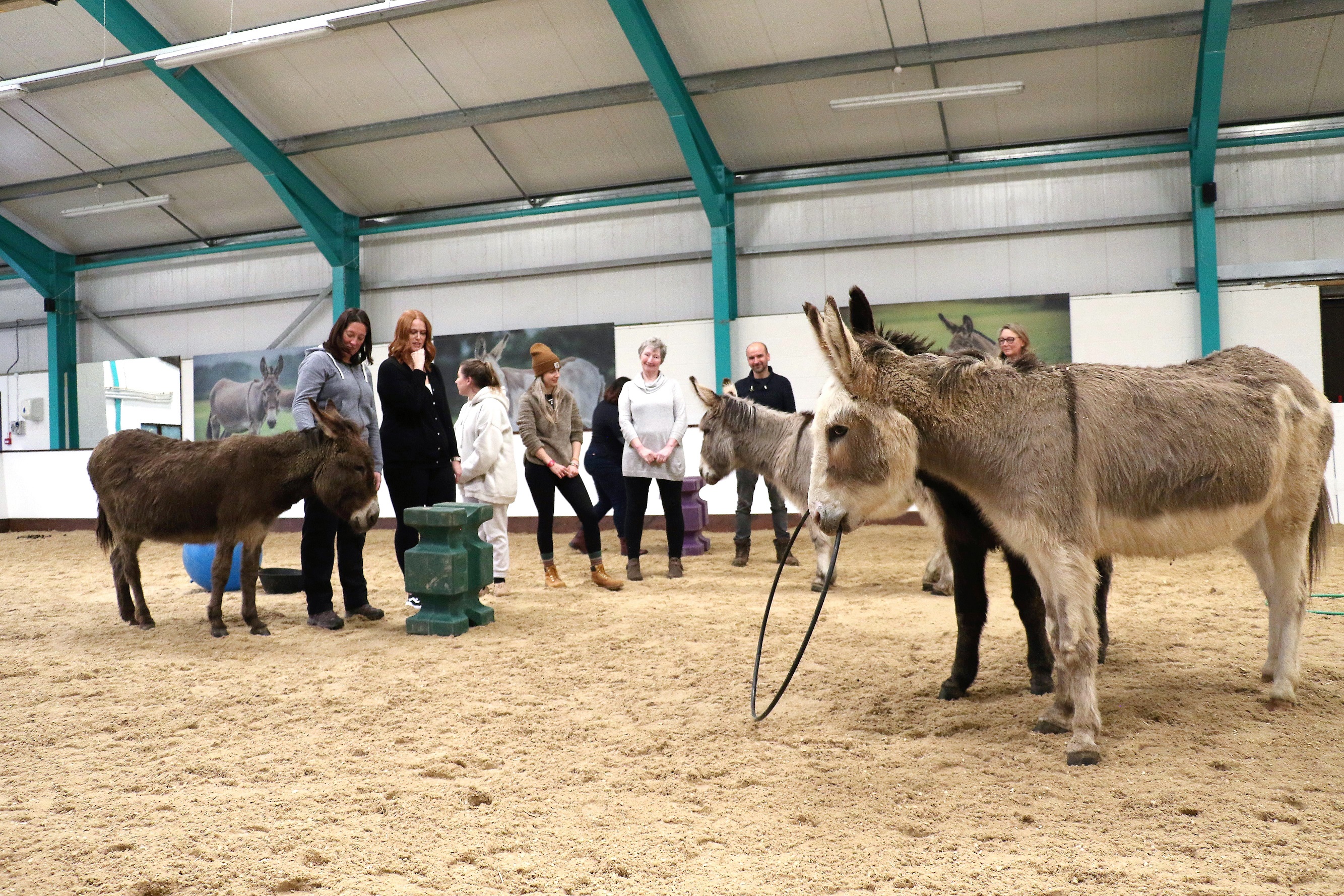 More to benefit from contact with equines, thanks to new collaboration ...