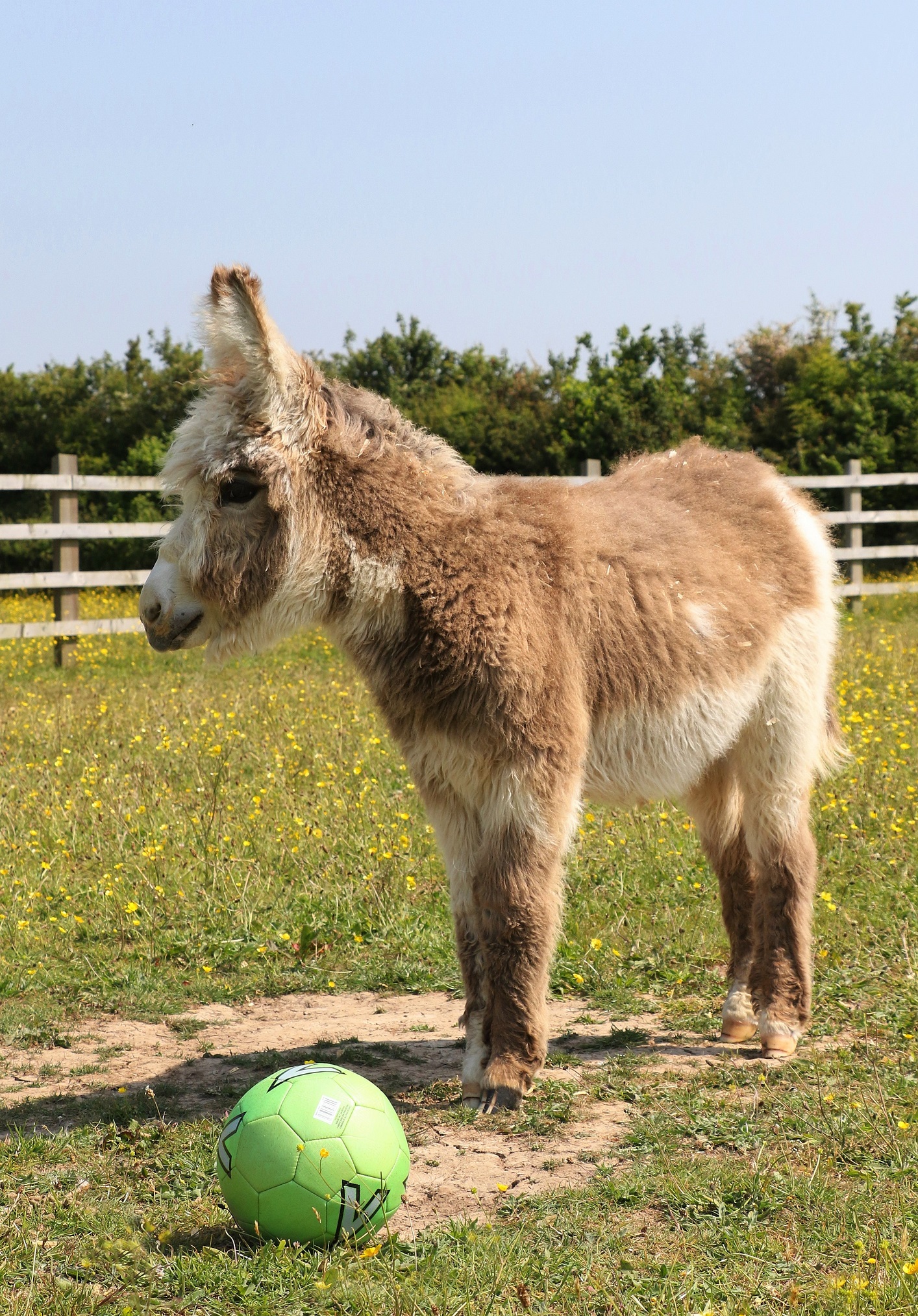 Donkey foal named after star footballer Kai Havertz - Your Horse