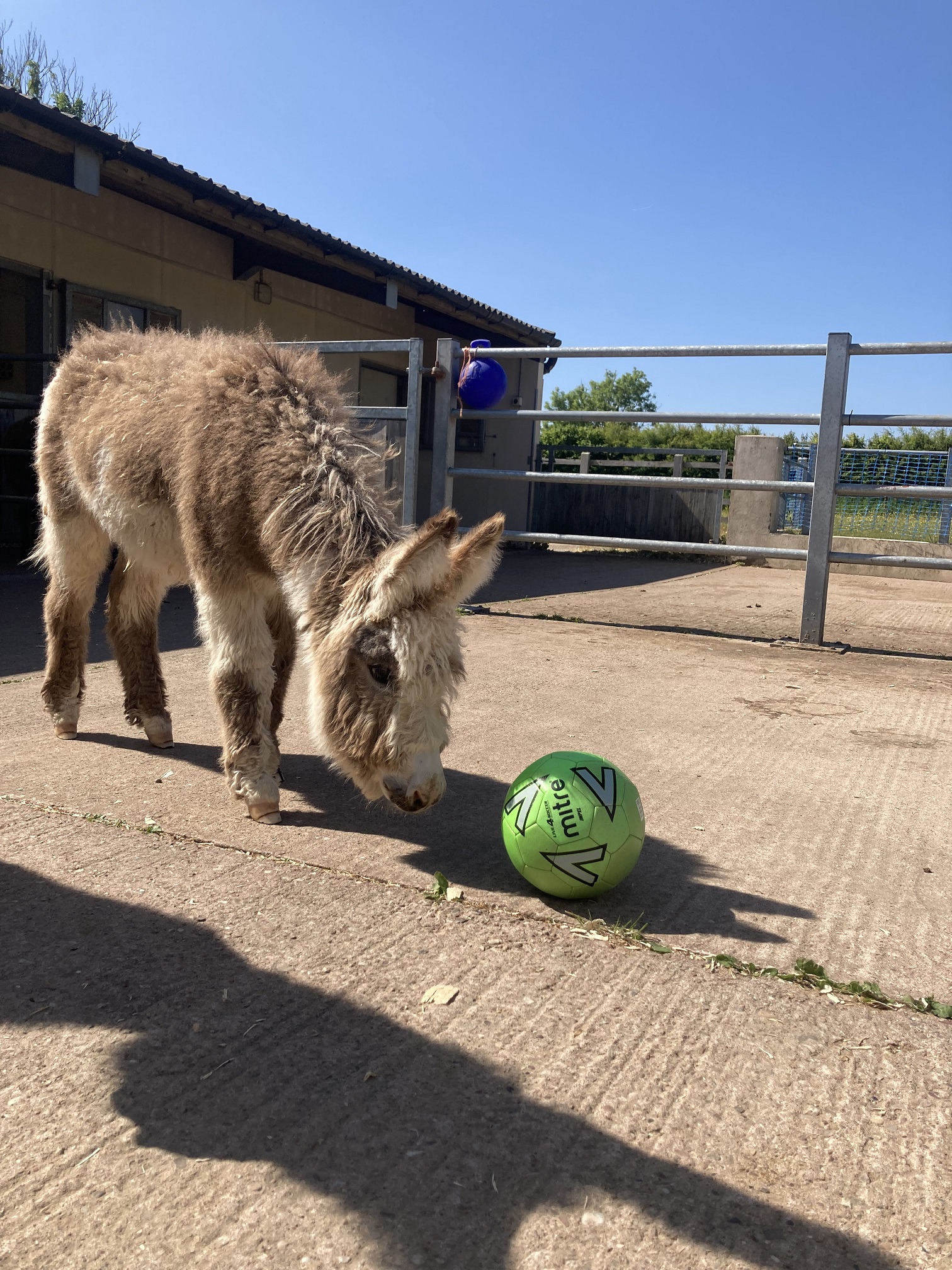 Donkey foal named after star footballer Kai Havertz - Your Horse