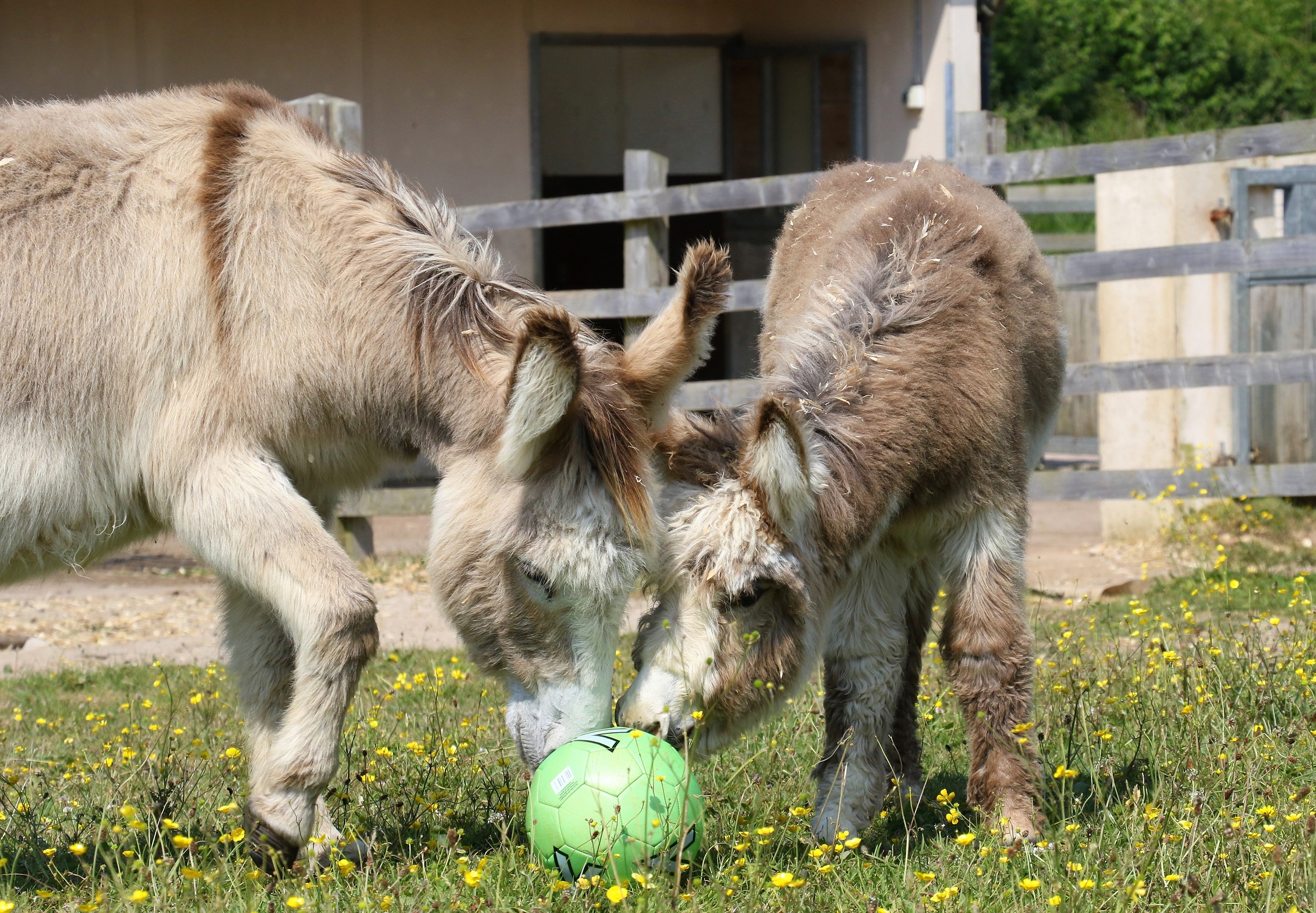 Donkey foal named after star footballer Kai Havertz - Your Horse