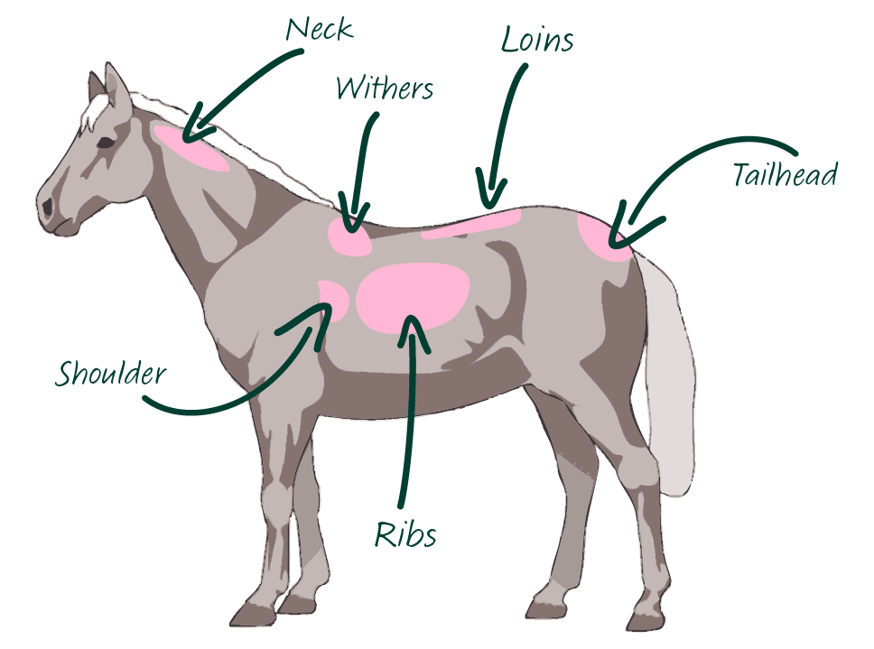 This is how to body condition score a horse or pony - Your Horse
