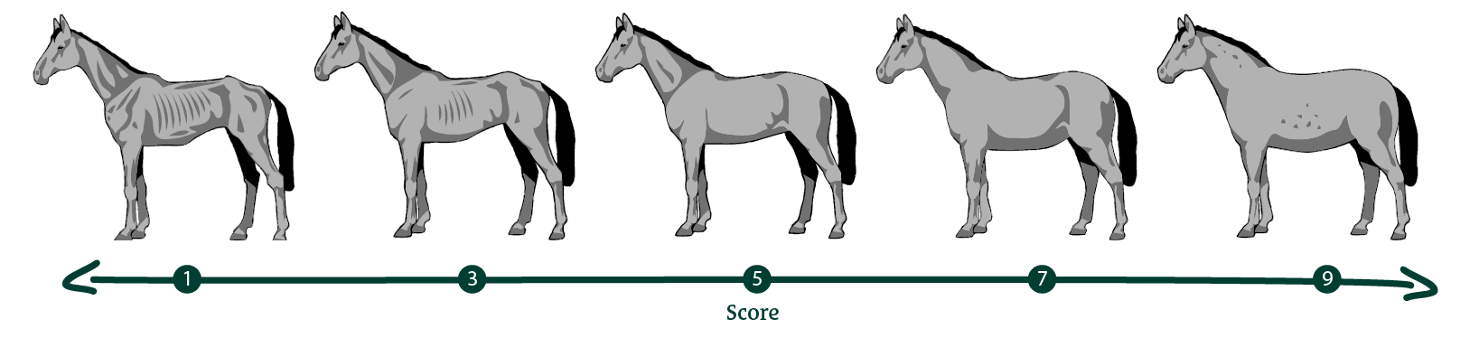 This is how to body condition score a horse or pony - Your Horse