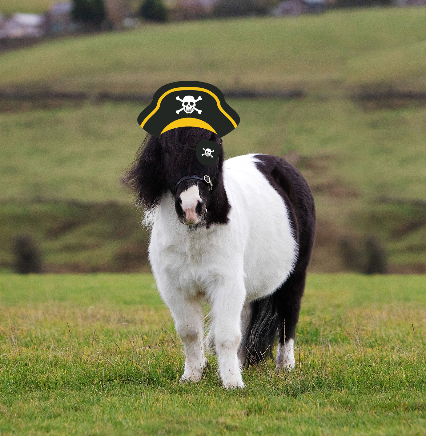 Pirate pony fun on offer at equine charity this summer - Your Horse