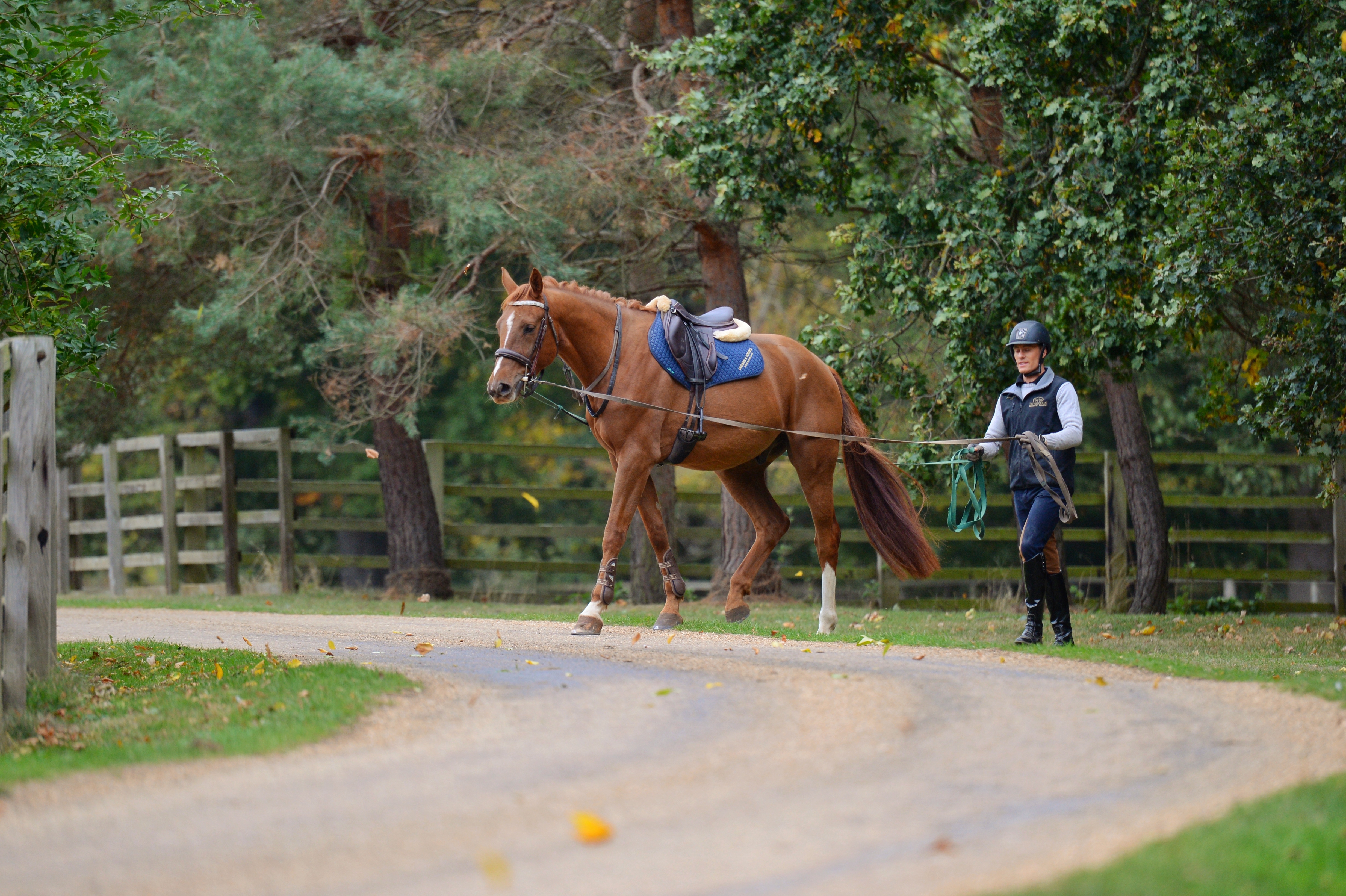 Long reining a horse: technique explained and exercises to try - Your Horse