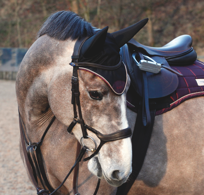 Our pick of fly masks and veils for horses - Your Horse