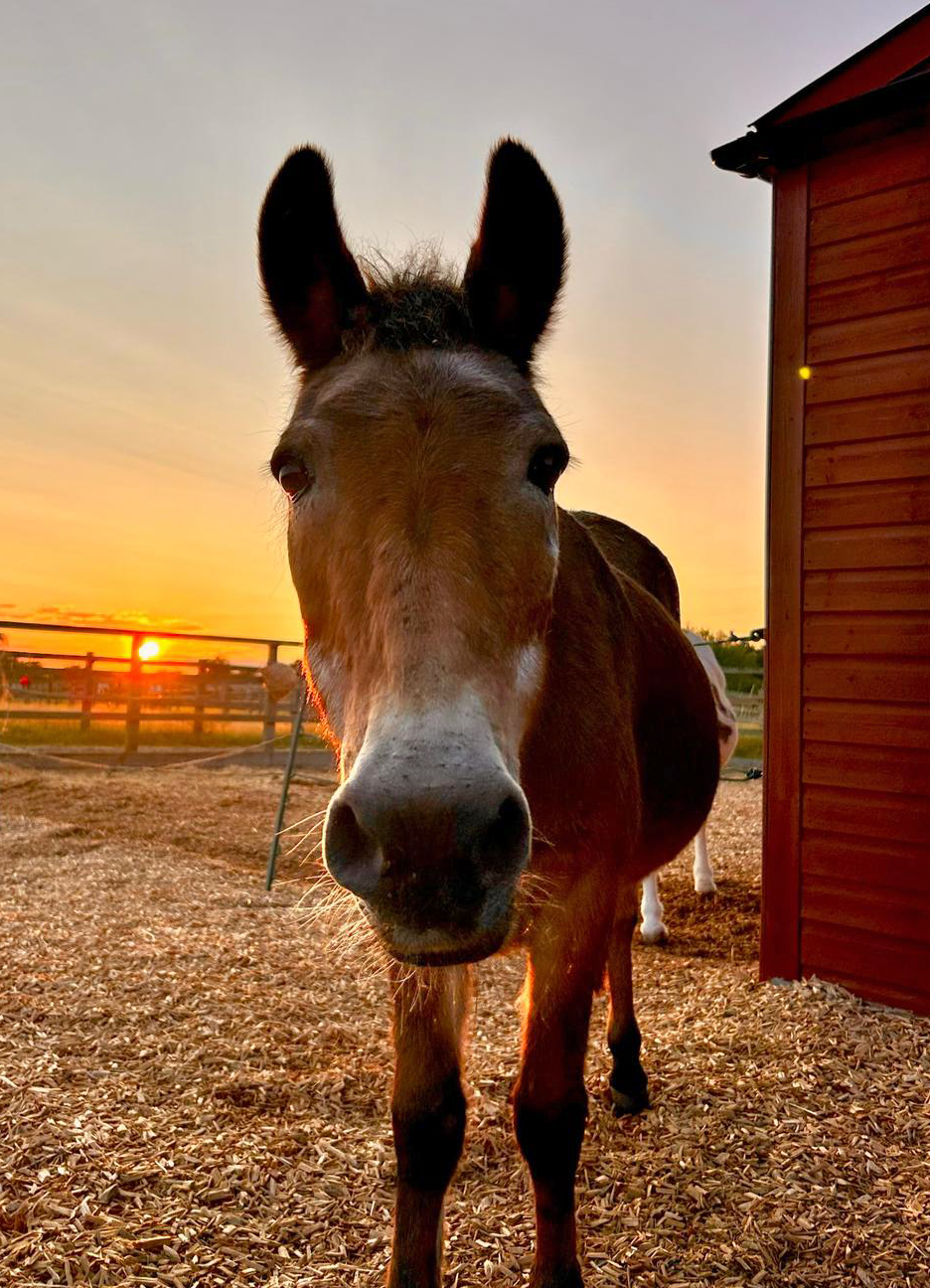 'We all loved him dearly': Tributes paid to Redwings Muffin the mule ...
