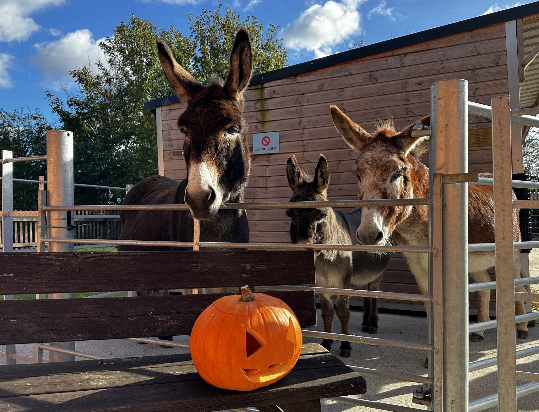 Rescue donkeys enjoy pumpkin enrichment treats as sanctuary gets spooky ...