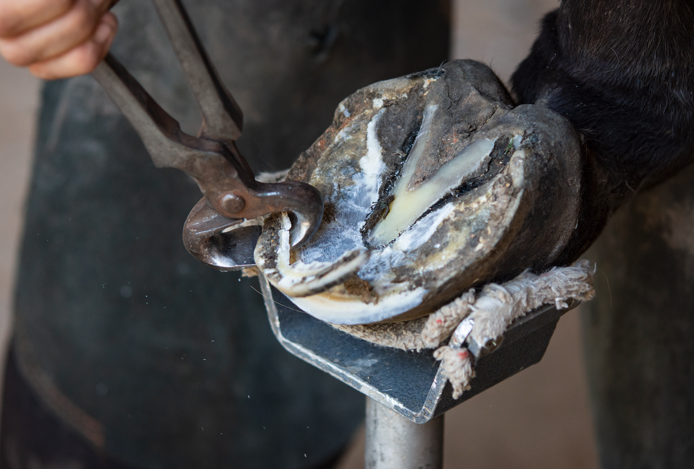 Hoof trimming for horses: how and why it's done - Your Horse