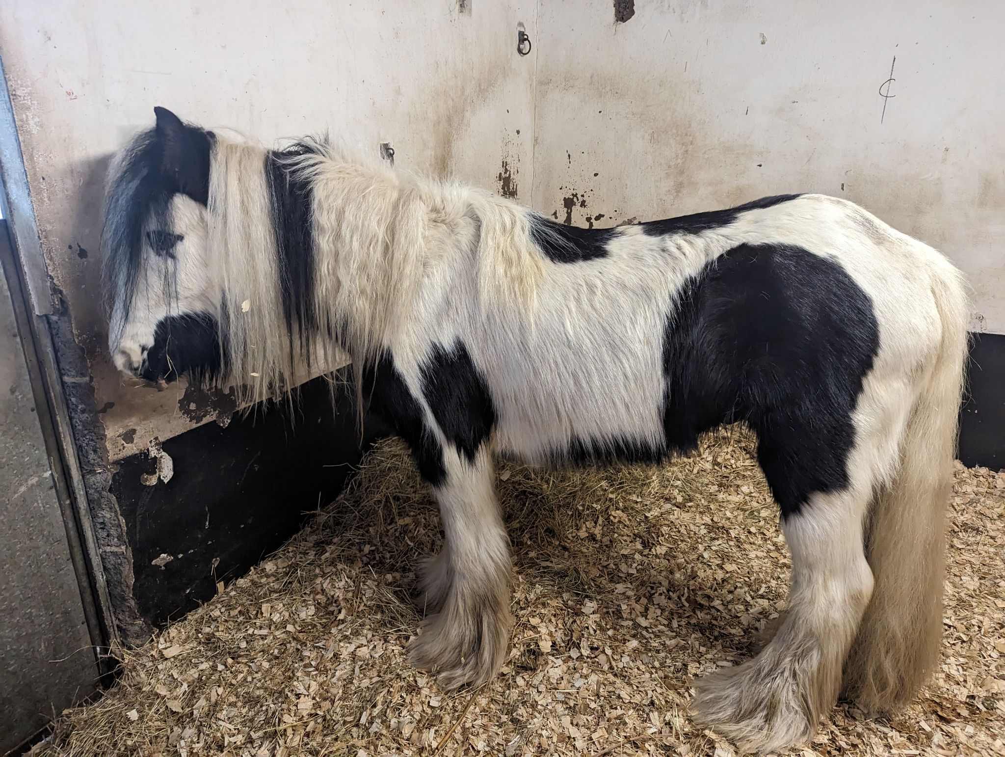 Pony found with lice, rain scald, overgrown hooves and underweight in ...