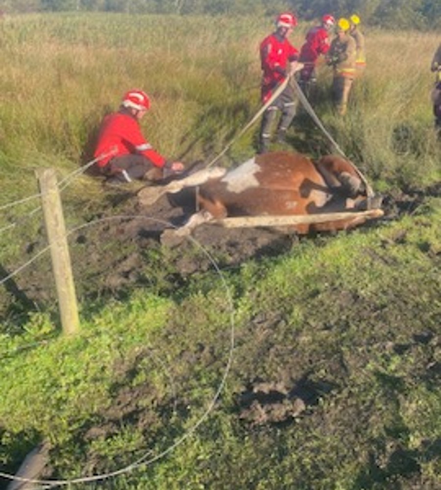 'She was well and truly stuck': Team of rescuers save fallen mare ...