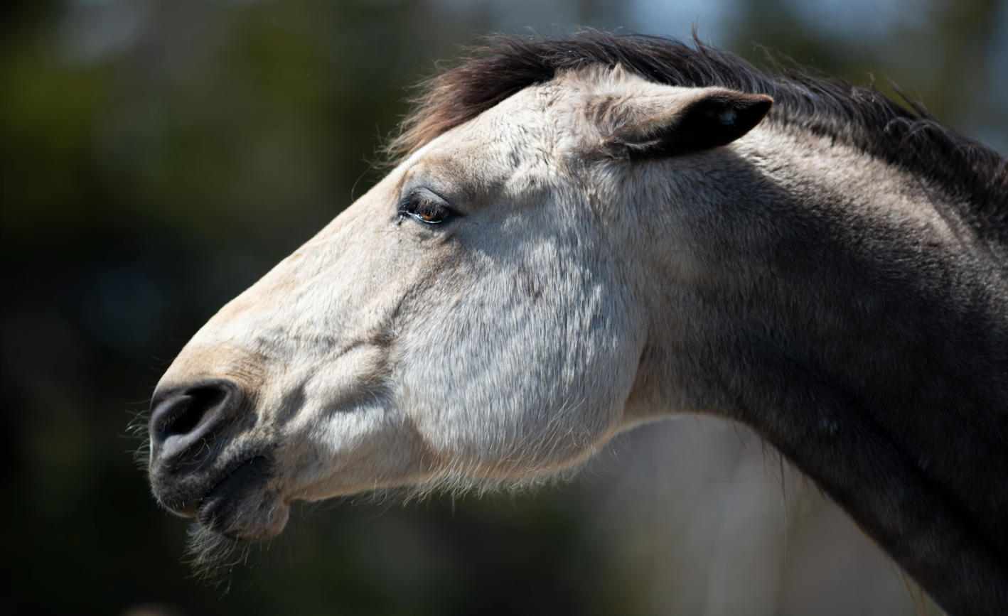 This is what a horse's ear positions tell you about their mood - Your Horse