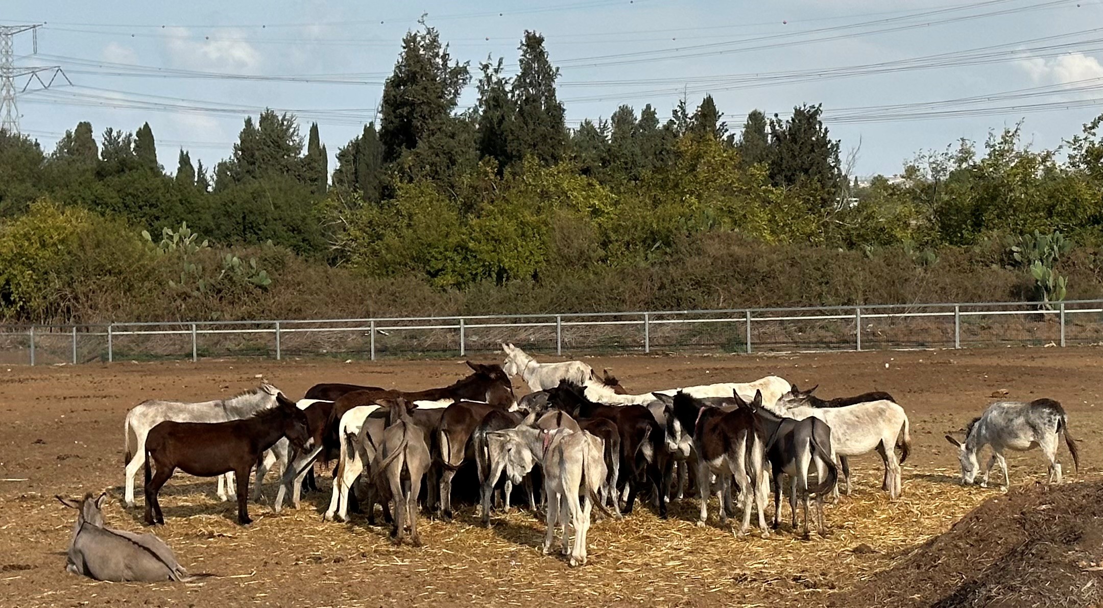 Israel sanctuary for tortured donkeys on Palestinian border faces ...