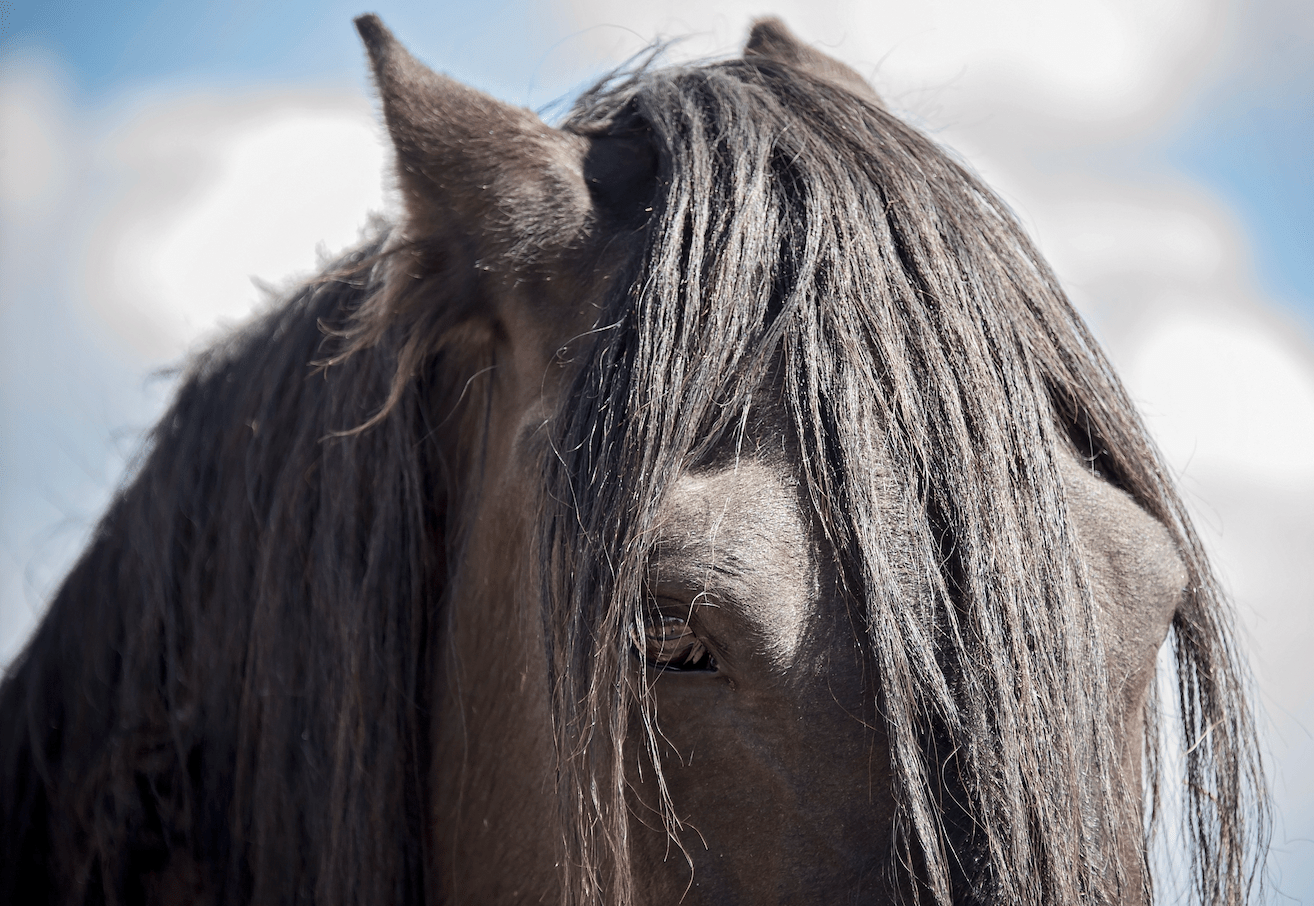 All about the patella and locking stifles in horses - Your Horse