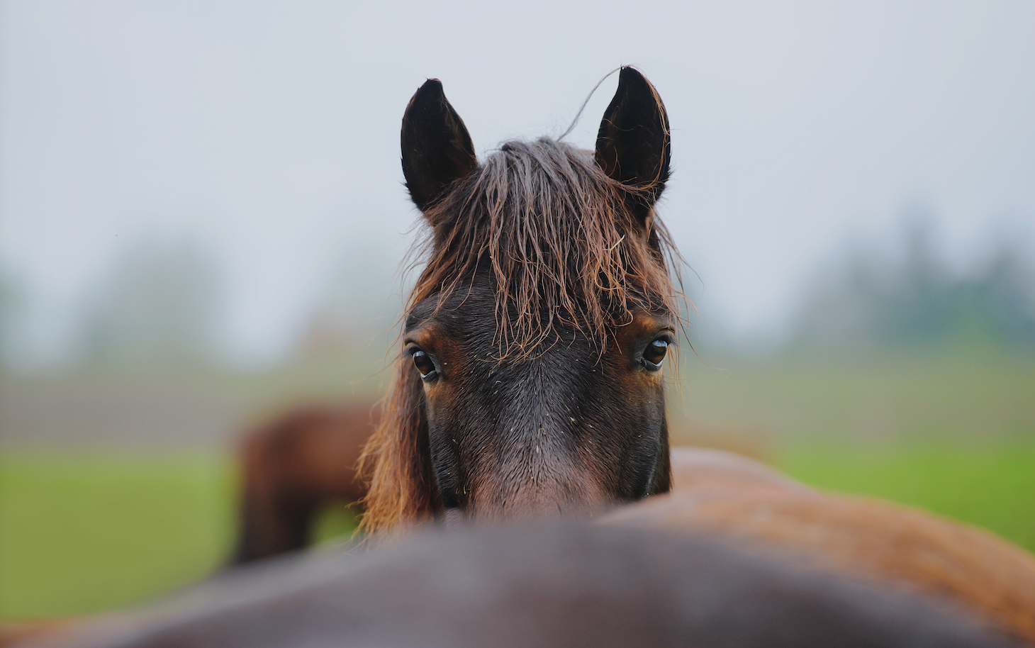 This is what a horse's ear positions tell you about their mood - Your Horse