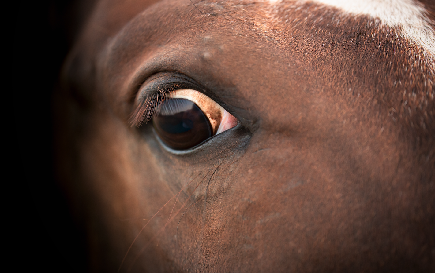 Richard Maxwell explains how to help a horse who is scared - Your Horse