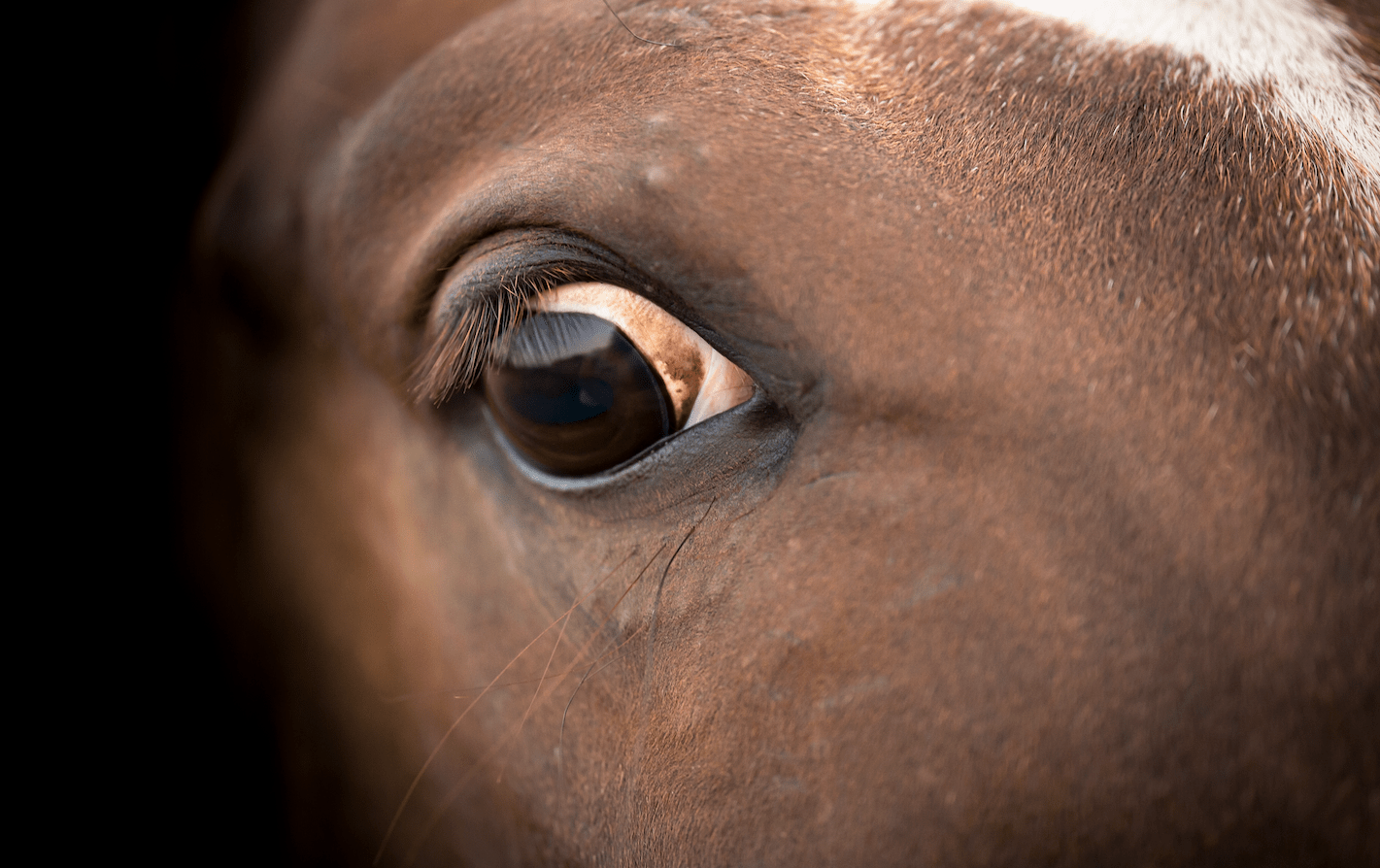 Everything you need to know about Cushing's disease in horses - Your Horse