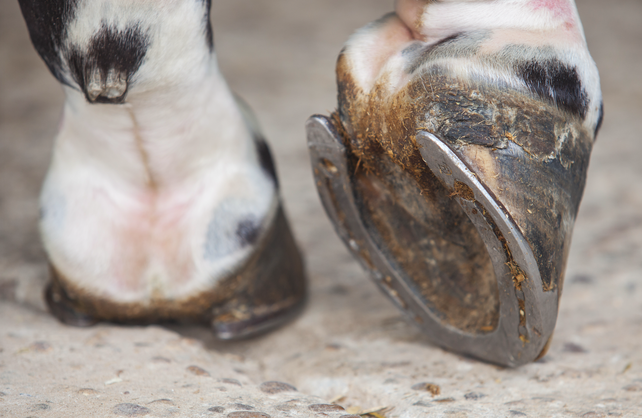 All about the patella and locking stifles in horses - Your Horse