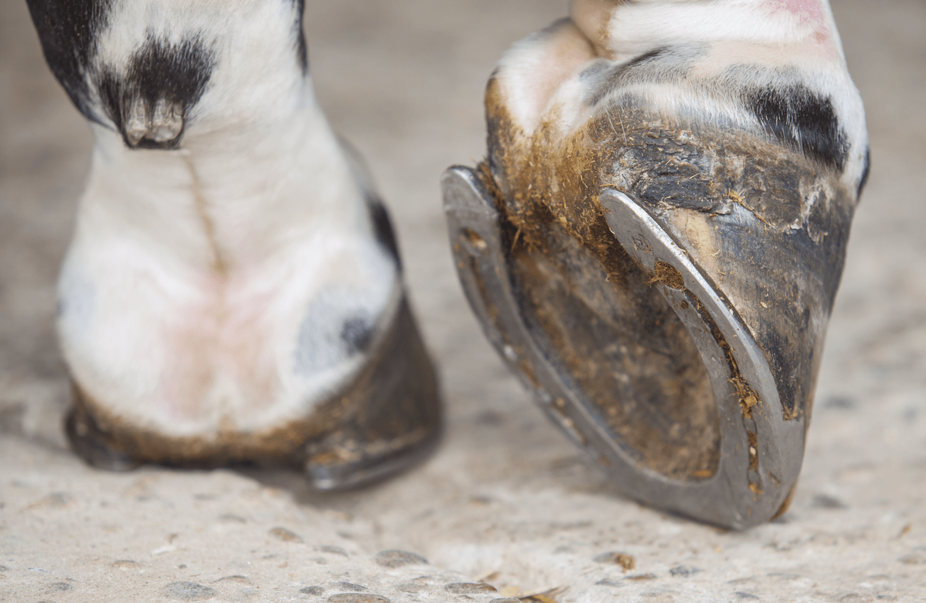 Essential hoof care advice for a long active life (and why newborn ...