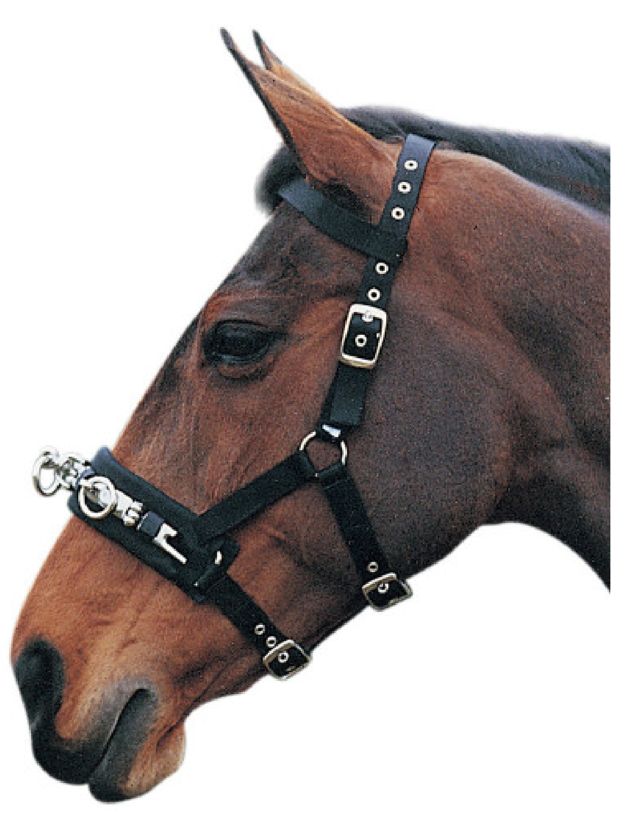 Shopping for a lunging cavesson: what to look for - Your Horse